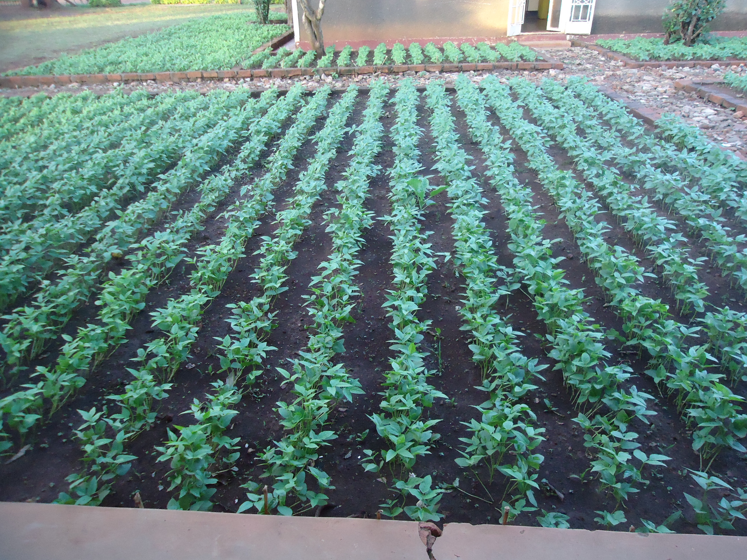 Farmers First (2009-2014) – CPAR Uganda