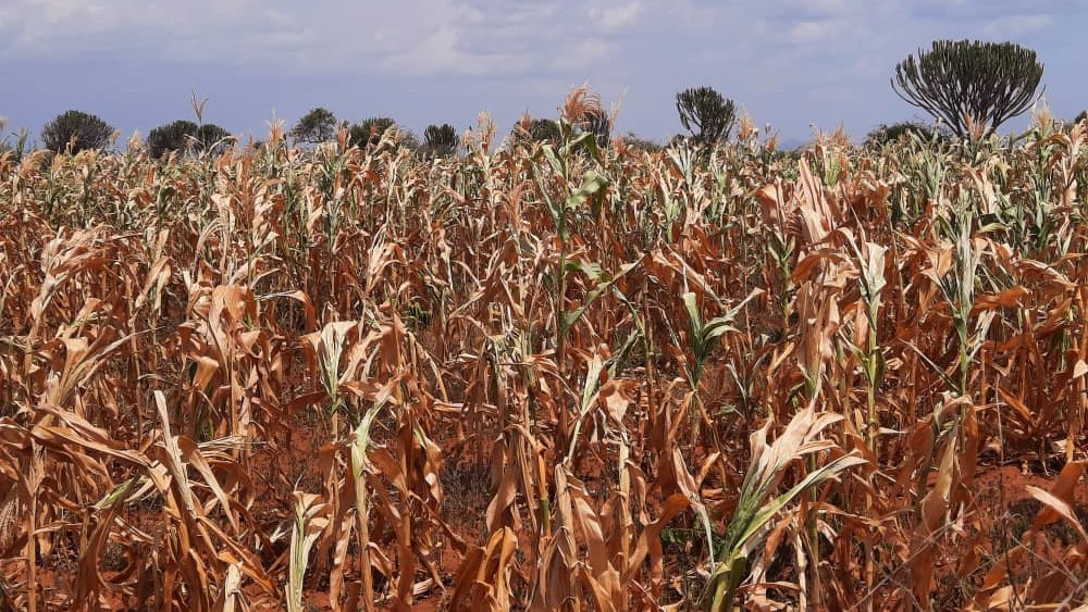 Deepening food poverty in Karamoja due to crop losses – CPAR Uganda